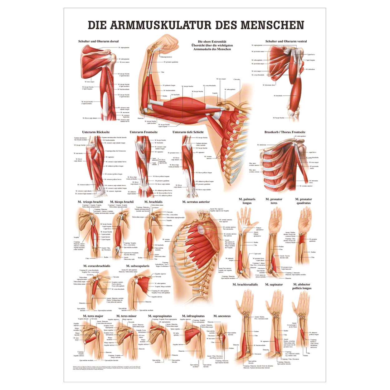 Mini-Poster "Armmuskulatur", LxB 34x24 cm -Lehrtafeln, Poster und ...