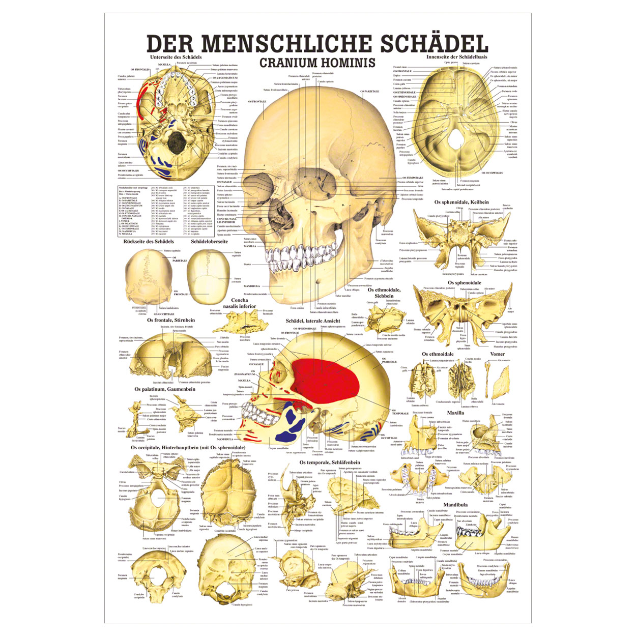 Lehrtafel Der Schädel, LxB 100x70 cm - jetzt kaufen | Sport-Tec