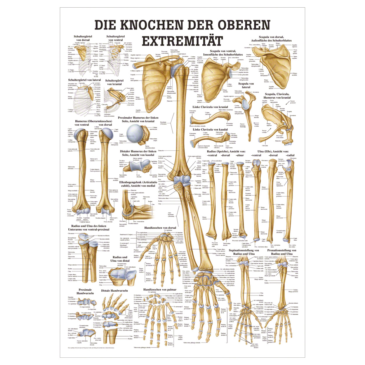 Lehrtafel Die Knochen der oberen Extremität, LxB 100x70 cm - jetzt ...