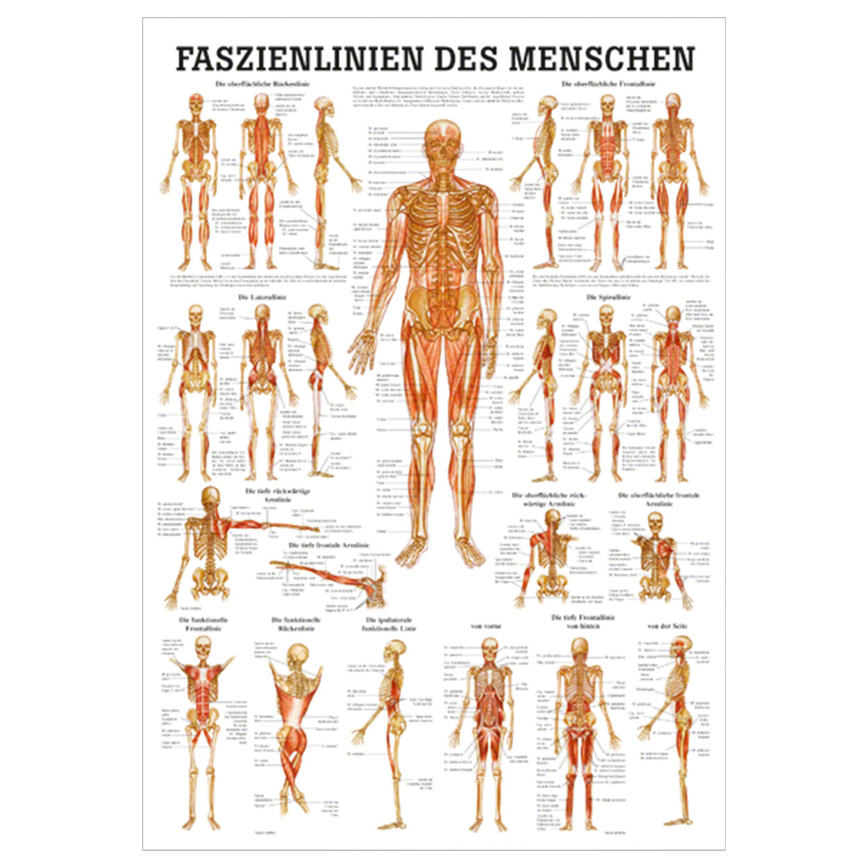 Mini-Poster Faszien des Menschen, LxB 34x24 cm - jetzt kaufen | Sport-Tec