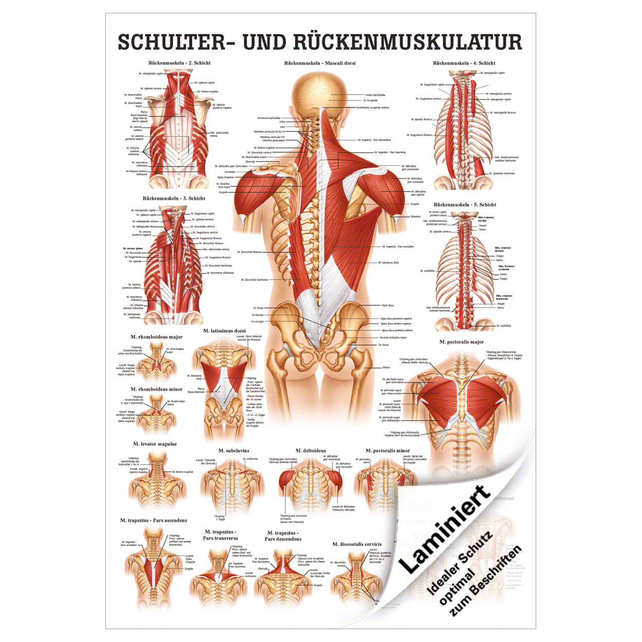 Poster Schulter- u. Rückenmuskulatur, LxB 70x50 cm - jetzt kaufen ...