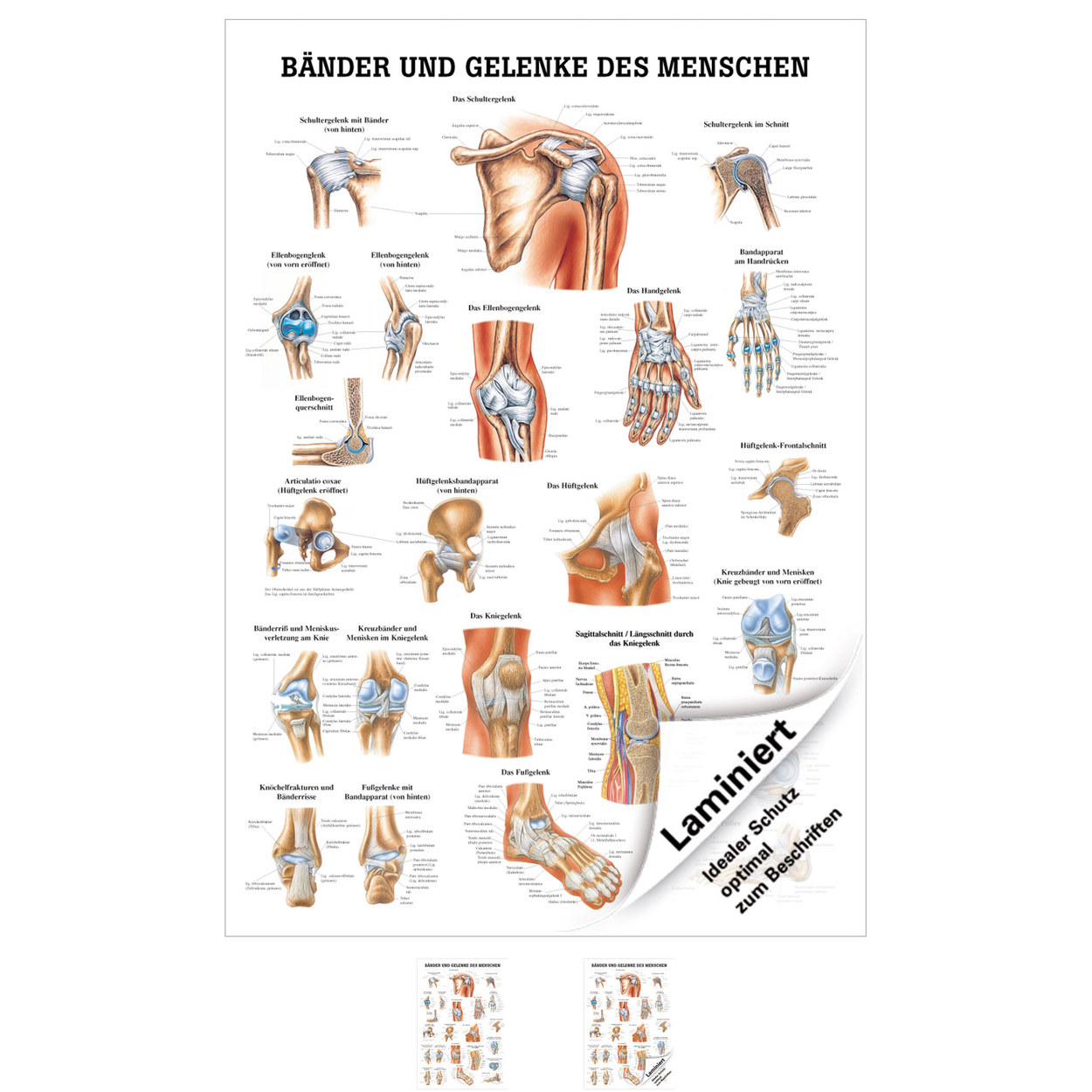 BÄNDER UND GELENKE Lehrtafel Anatomie 100x70 cm medizinische Lehrmittel ...